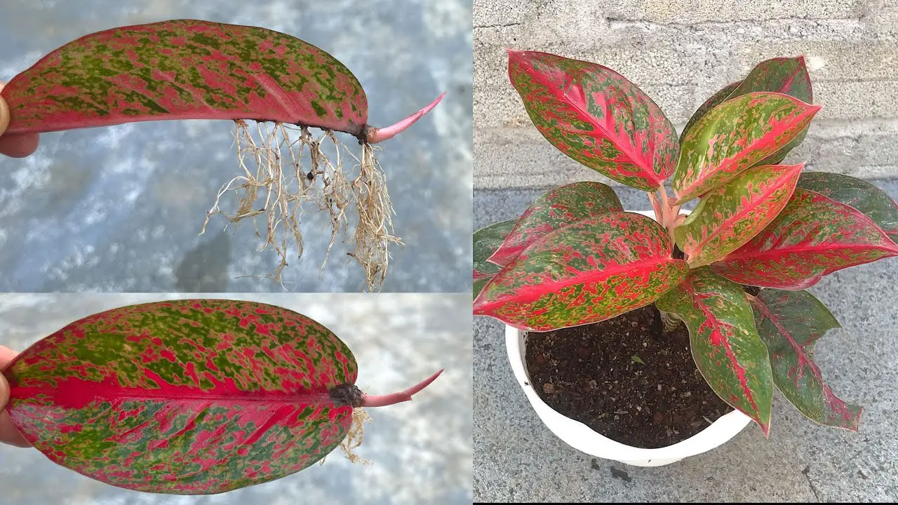 How to Propagate Aglaonema Rotundum Red Using Leaves: A Simple Guide ...