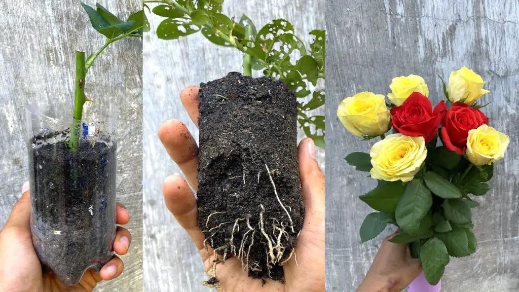 How to Propagate Rose Branches from Market-Bought Roses Using Cuttings ...