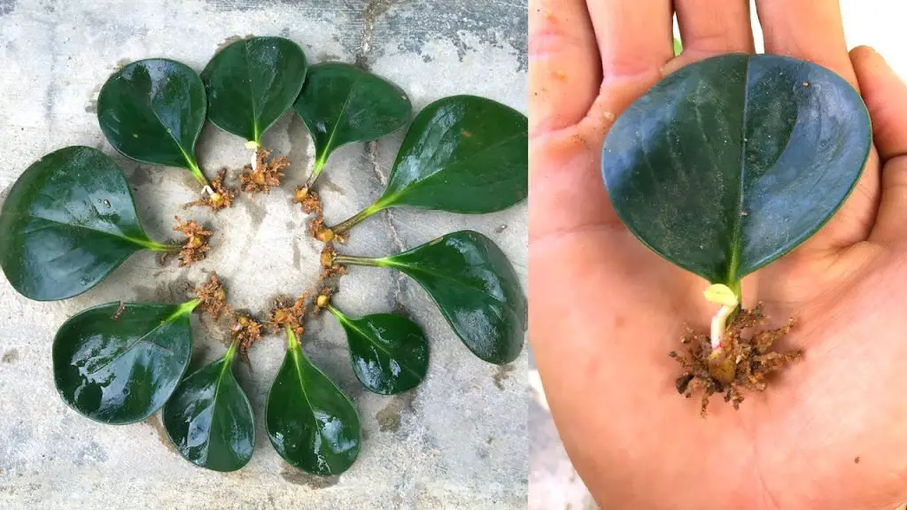 Roots and Shoots That Grow from an Immortal Plant: The Baby Rubber ...