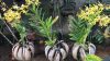 Planting Orchids in a Coconut: The Ultimate Guide to Orchid Pots Made ...