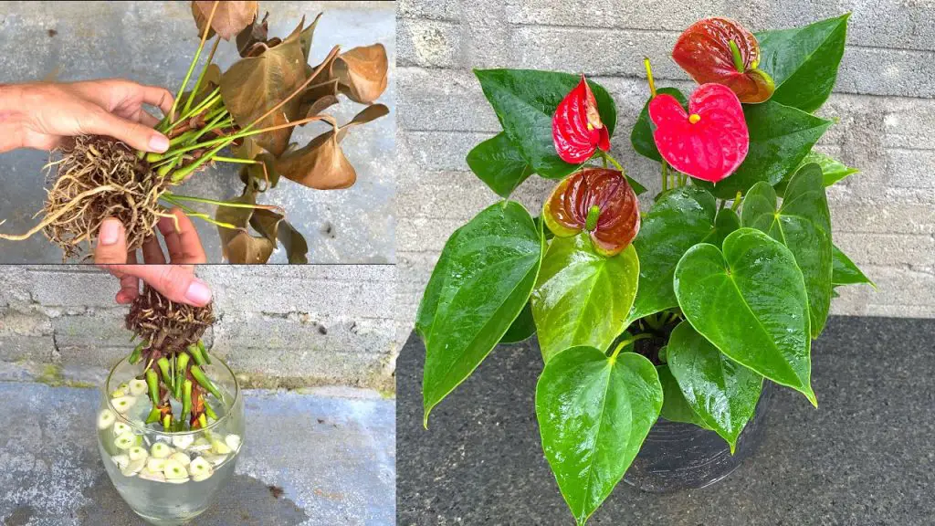 Tips to Revive Withered Anthuriums: How to Grow Red Anthurium ...
