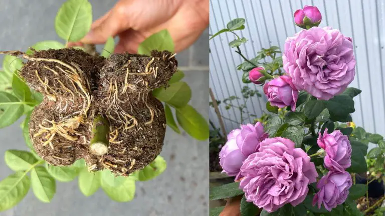 Stimulate Rose Roots with Tea Grounds: A Simple Method to Boost Root ...