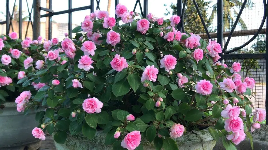 Grow Beautiful Flowers for Your Garden: Tips for a Stunning Floral ...