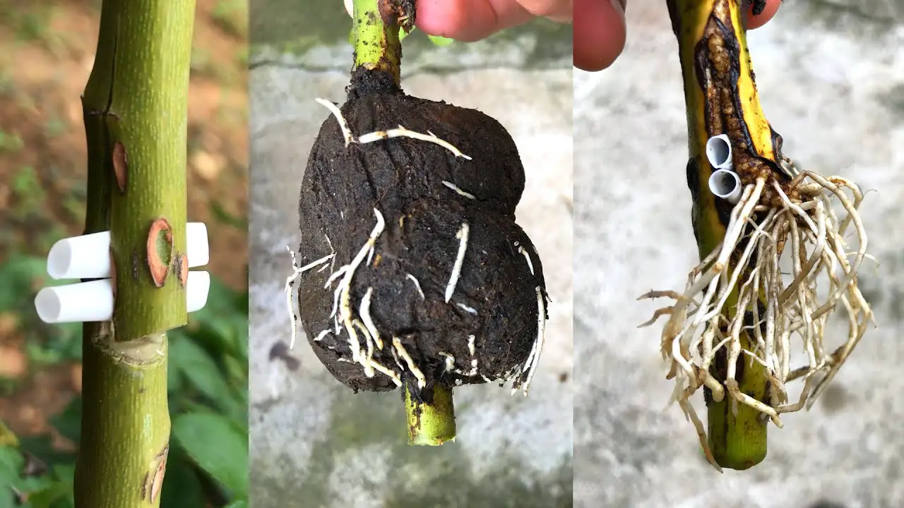 Propagating Roses in a New Way: How to Make a Rose Root Faster and ...