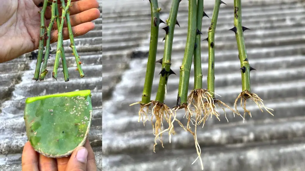 2 Ways to Propagate Roses by Cuttings and Results | Planting Roses in ...