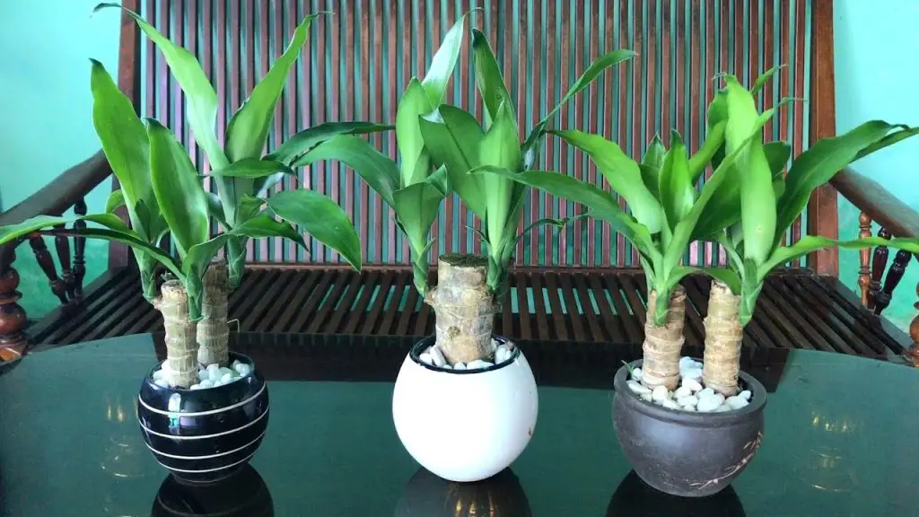 Pick Up Plants from the Landfill and Recycle Them into a Beautiful ...