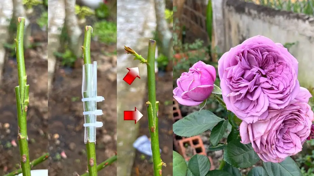 How to Pair Roses Simply: The New Method of Grafting Roses – Garden ...