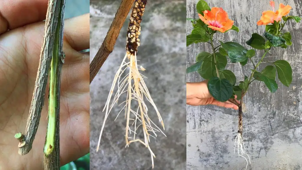 Growing Hibiscus Roots in a Water Environment: Tips for a Thriving ...
