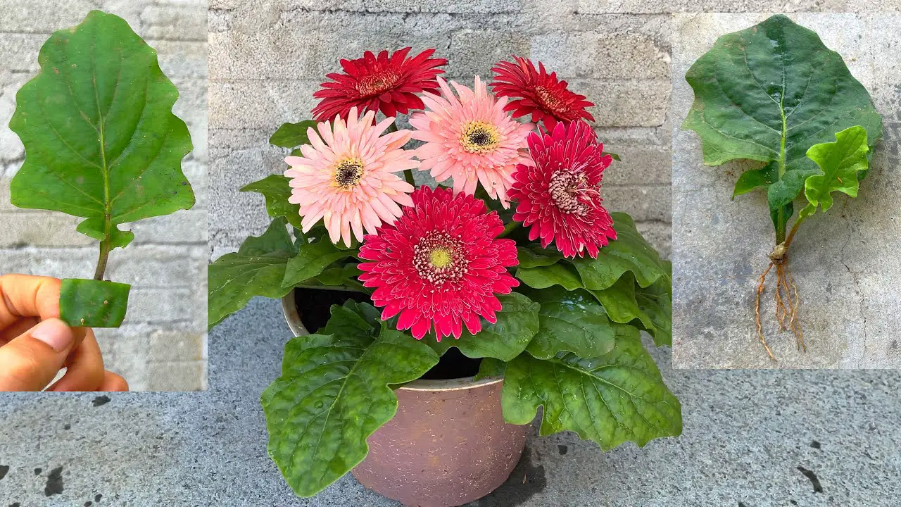 3-Color Gerbera Pots Grown from Leaves: The Art of Grafting Gerbera ...