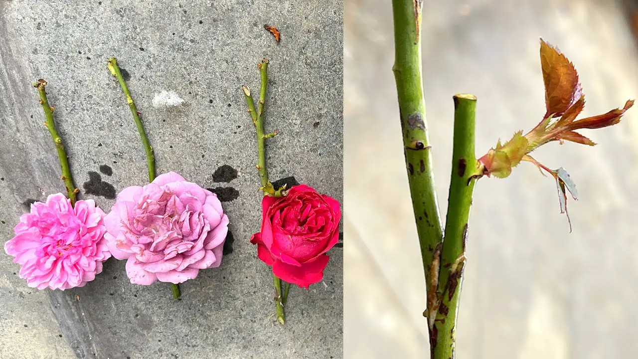 How to Graft 3-Color Roses on 1 Branch: A Step-by-Step Guide to Rose ...