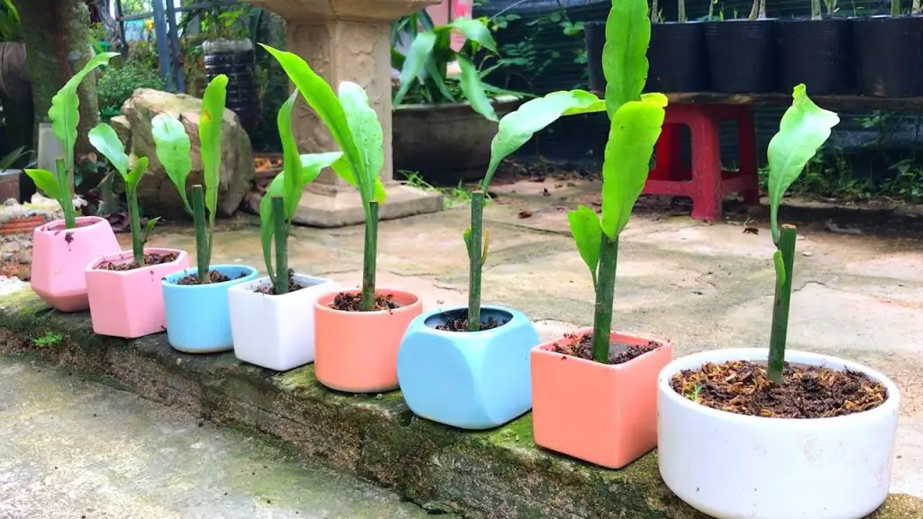 How to Multiply Plants in Your Home Garden: Night Blooming Cereus ...