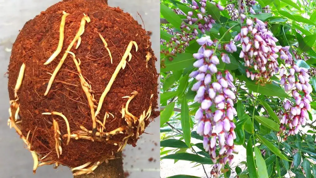 How to Quickly Extract Roots and Maximize Coconut Fiber Harvest ...