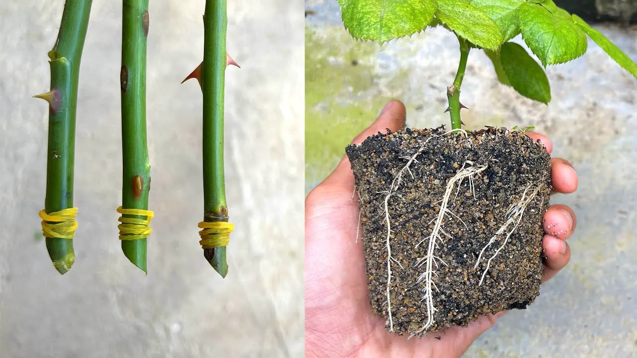 A New Way to Propagate Rose Branches Using Aloe Vera – Garden Green ...