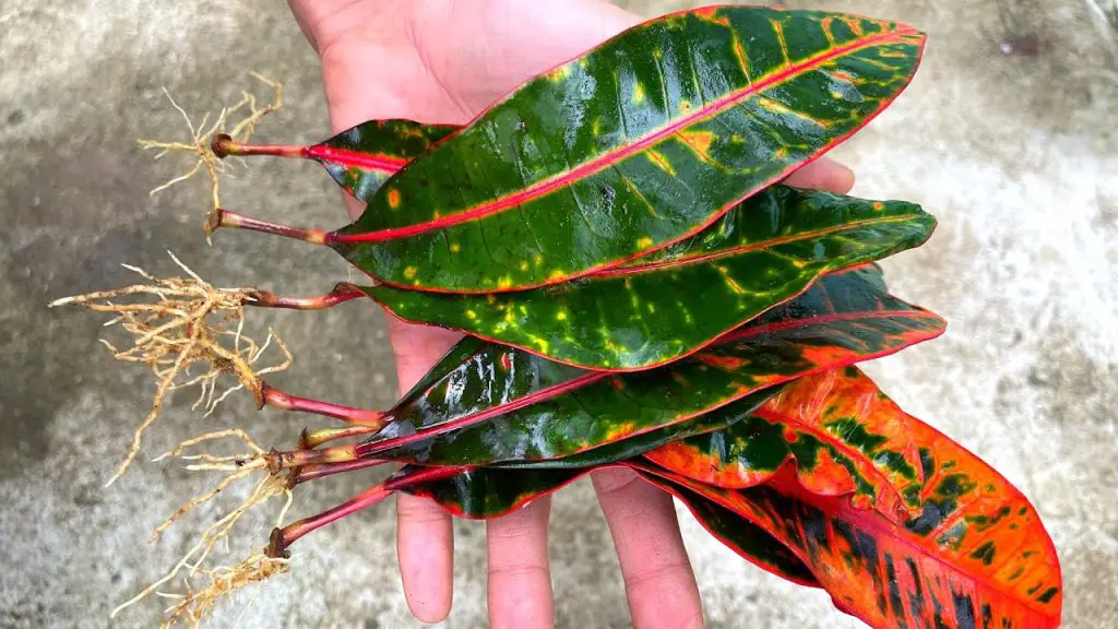 Add a Leafy Plant: How to Grow Croton from Leaf in Sand – Garden Green ...