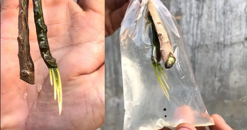 Try Extracting the Tree with Water to See if It Has Roots | Propagate ...
