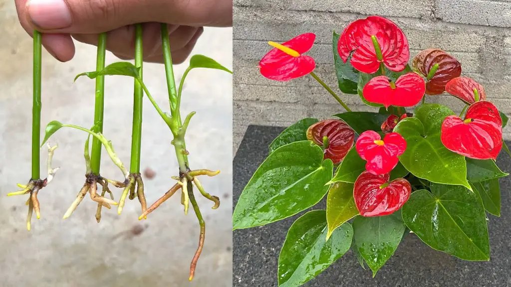 Anthurium Plant Care: Tips for Growing a Healthy, Beautiful Plant ...