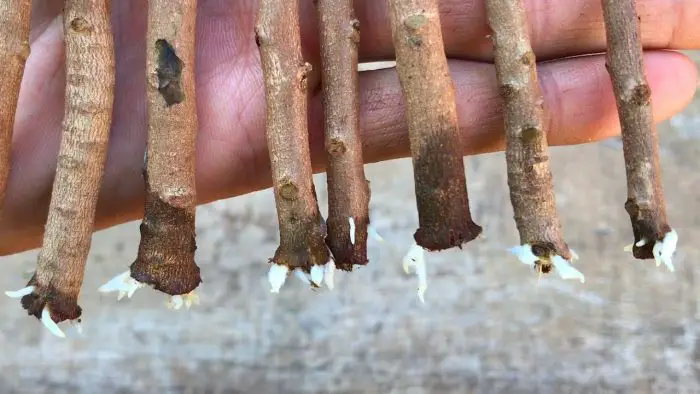 How to Plant Trees on Paper: A Simple Guide to Growing Trees Using ...