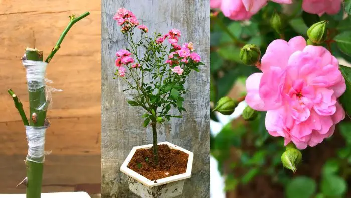How to Pair Mini Roses into Super Beautiful Pots: A Rose Transplant ...