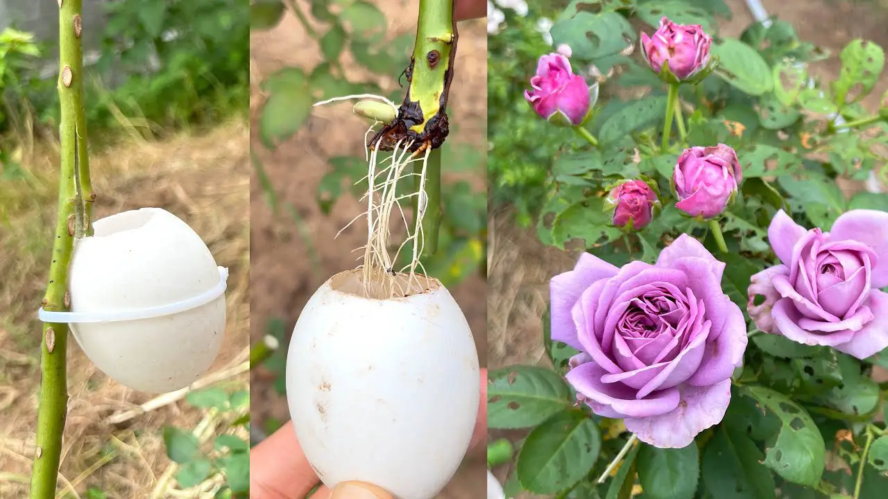 How to Propagate Rose Branches Using Eggshells: A Surprising Technique ...