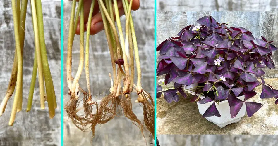 Propagating Moth Plants by Leaves | Planting Purple Oxalis – Garden ...