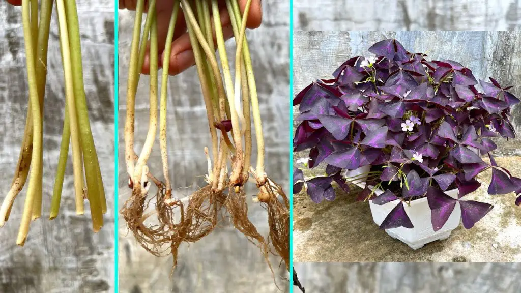 Propagating Moth Plants by Leaves | Planting Purple Oxalis – Garden ...