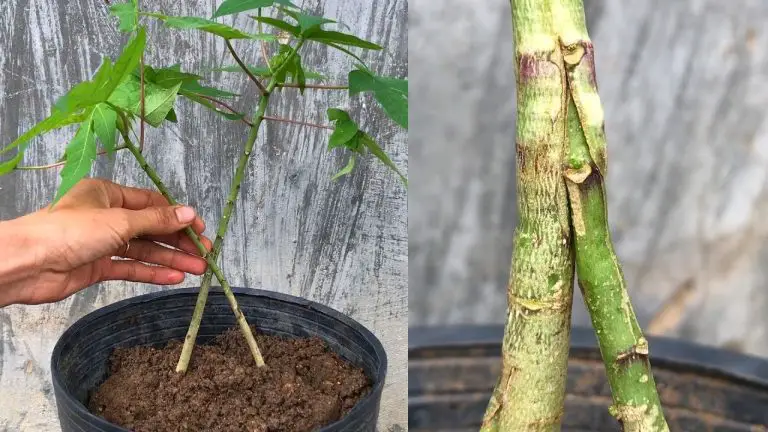 How to Make 3 Papaya Trees Grow Together: A Simple Guide – Garden Green ...