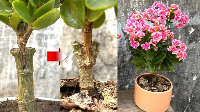 How to Graft Two Flowers Together: A Simple Guide to Tip Grafting Trees ...