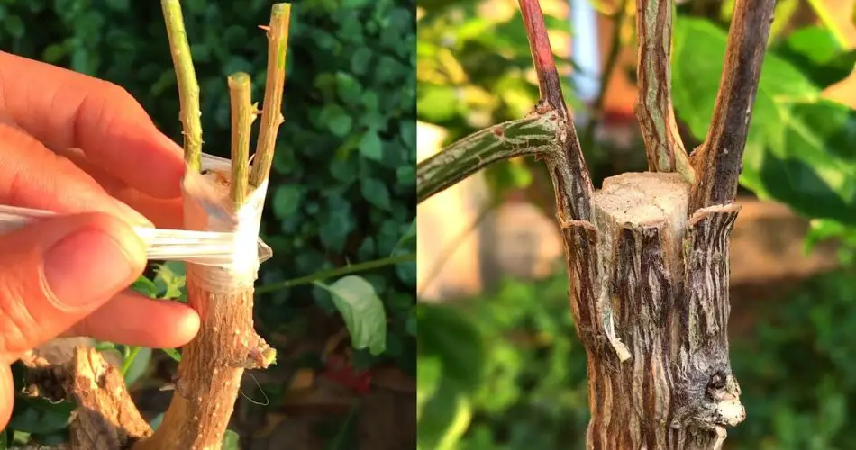 The Grafting Method: Applicable to Many Tree Species for Healthier ...