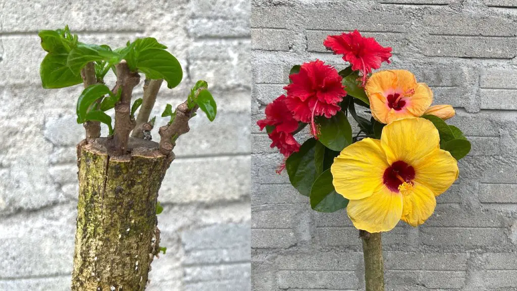 Try Grafting Multi-Colored Hibiscus Flowers on 1 Stem for a Stunning ...