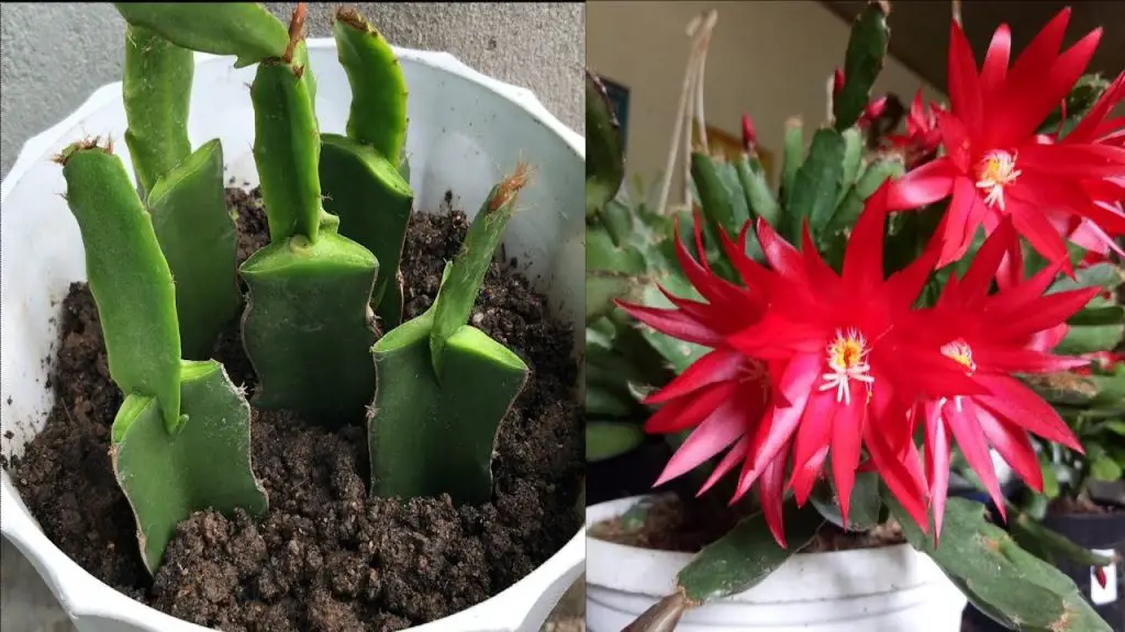 A New Type of Cereus for Those Who Love Them: A Stunning Addition to ...
