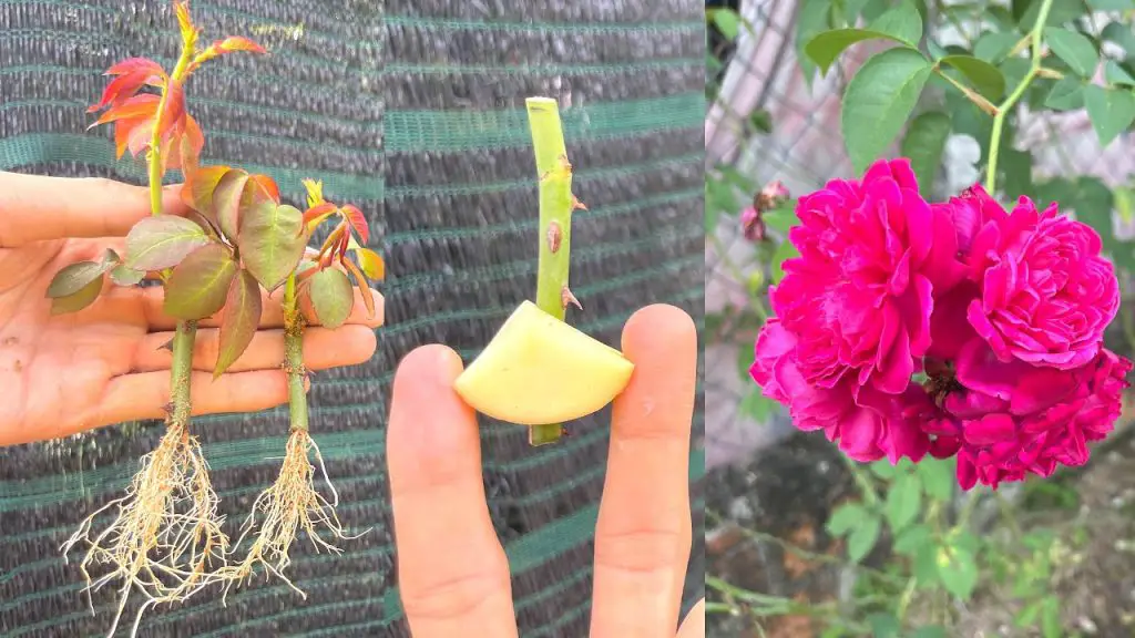 How to Grow Roses with Potatoes: An Easy Guide to Rose Planting ...