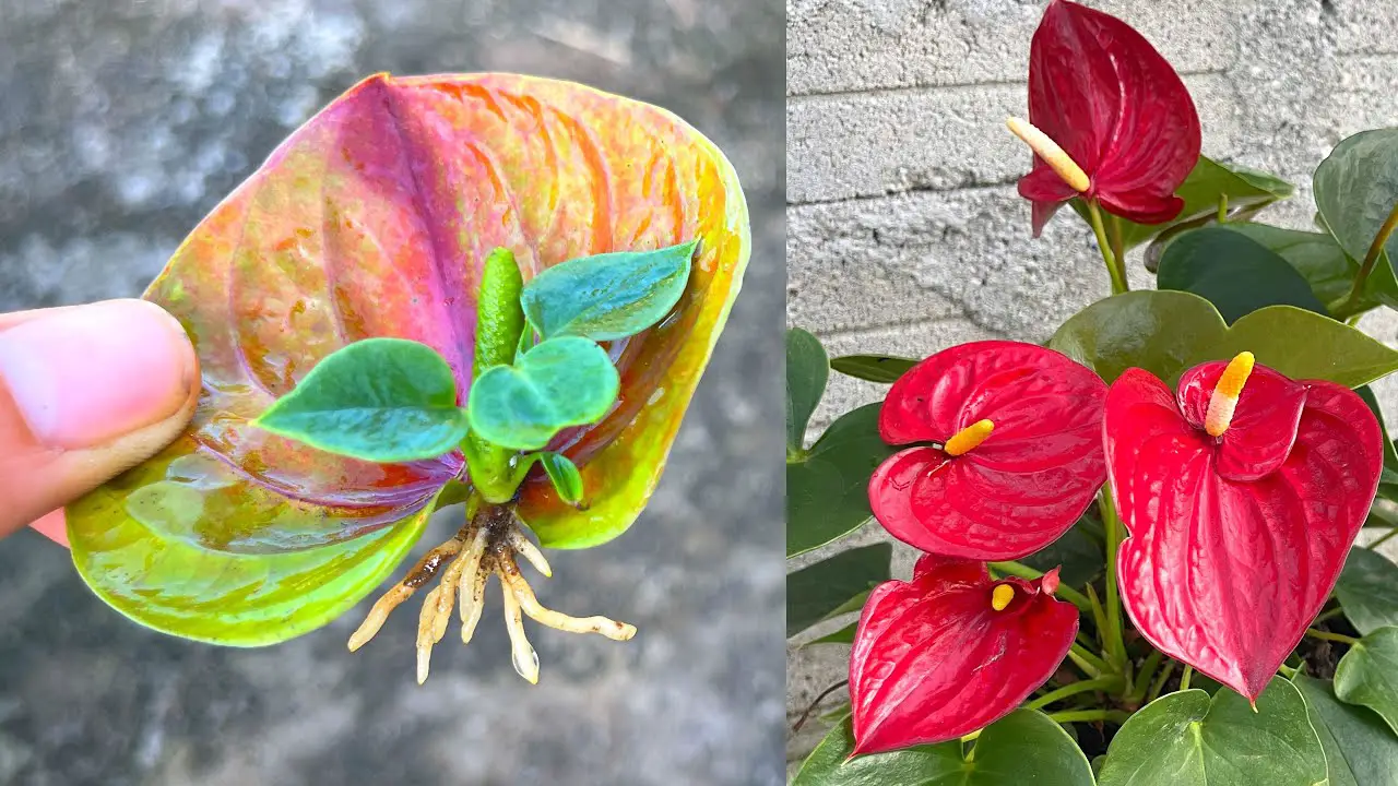 Did You Know This? Growing Anthurium from Flowers: A Simple Guide ...