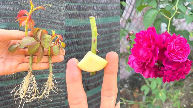 How to Grow Roses with Potatoes: An Easy Guide to Rose Planting ...