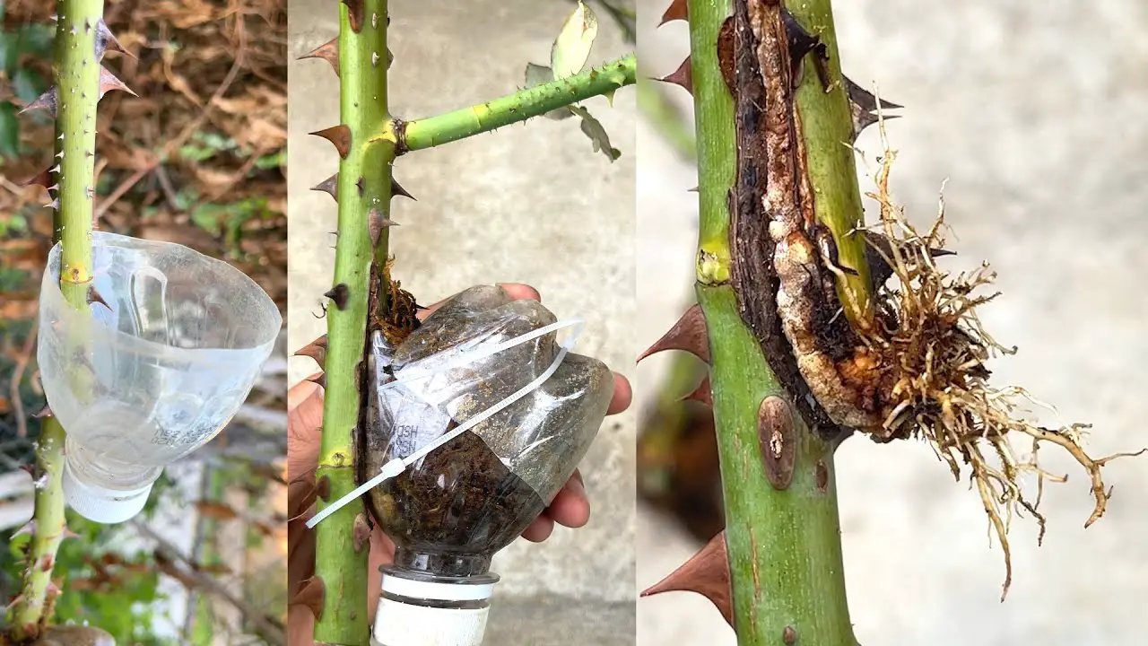 How to Propagate Roses by Cuttings: A Guide to Growing a Beautiful Rose ...