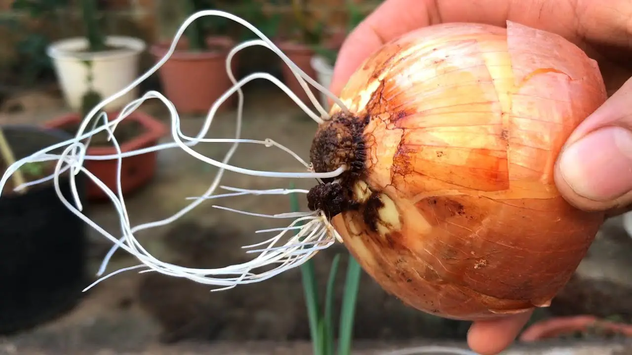 Growing Onions in Water: A Simple Way to Encourage Rooting and Beauty ...