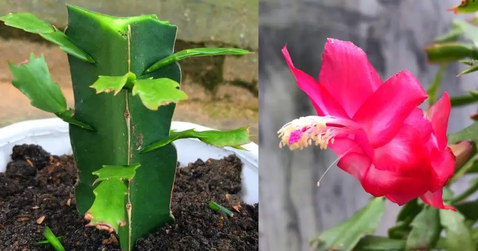 How to Grow and Transplant a Christmas Cactus: A Complete Guide ...