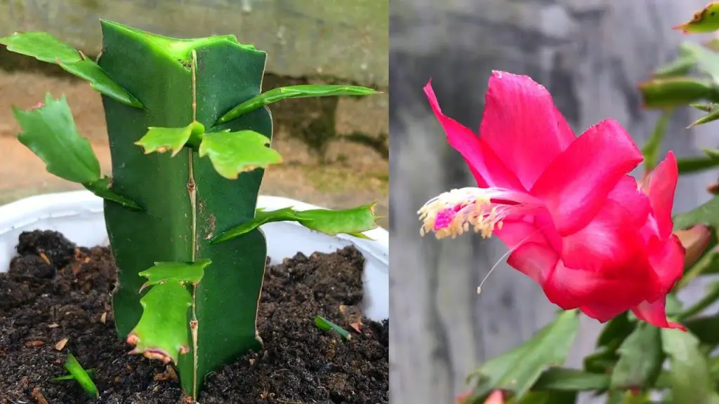 How to Grow and Transplant a Christmas Cactus: A Complete Guide ...
