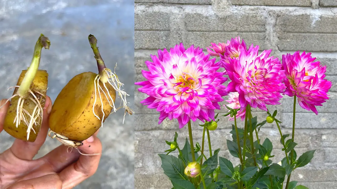 How to Grow Thuoc Duoc Flowers with Tubers: A Simple Guide to Growing ...