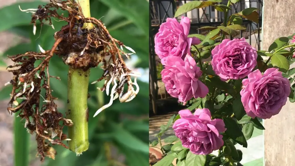 Propagating Roses by Extracting Branches: A Simple Method for Your Home ...
