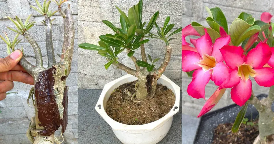 How to Save an Adenium Obesum (Desert Rose) with Root Rot 🌿🌸 – Garden ...