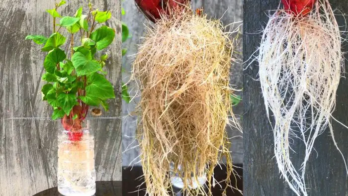Growing Sweet Potatoes in Water: A Simple Way to Grow Roots Abundantly ...