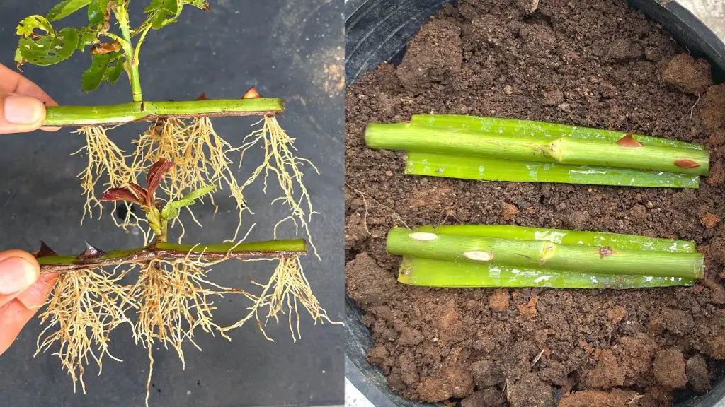 Transforming a Single Rose Branch into a Thriving Seedling 🌹 – Garden ...