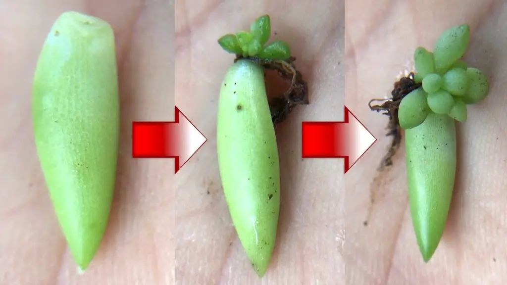 How to Successfully Grow Burro’s Tail (Donkey Tail) | Sedum Morganianum ...