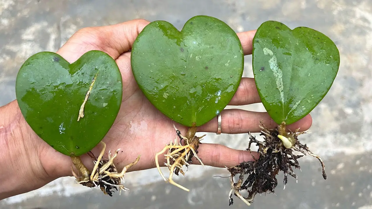 How to Grow Heart-Shaped Leaves in Sand | Rooting Cuttings Successfully ...