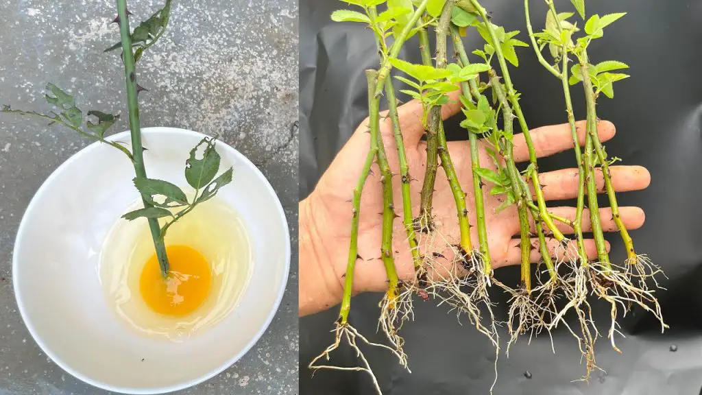 Amazing Technique: Use Egg to Soak Rose Branches, Then Plant in ...