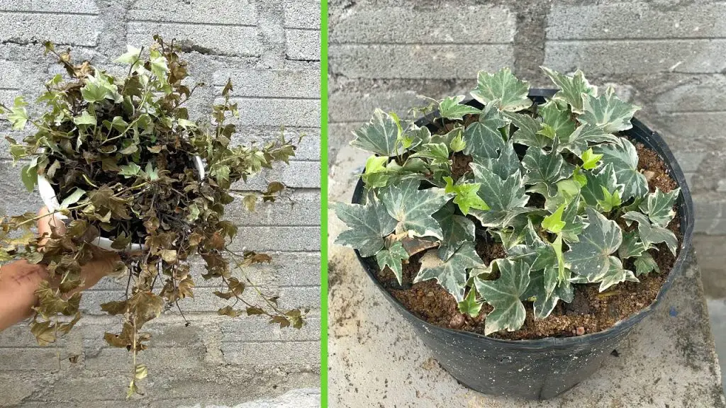 Resurrecting a Withered Potted Plant | How to Revive Common Ivy 🌿 ...