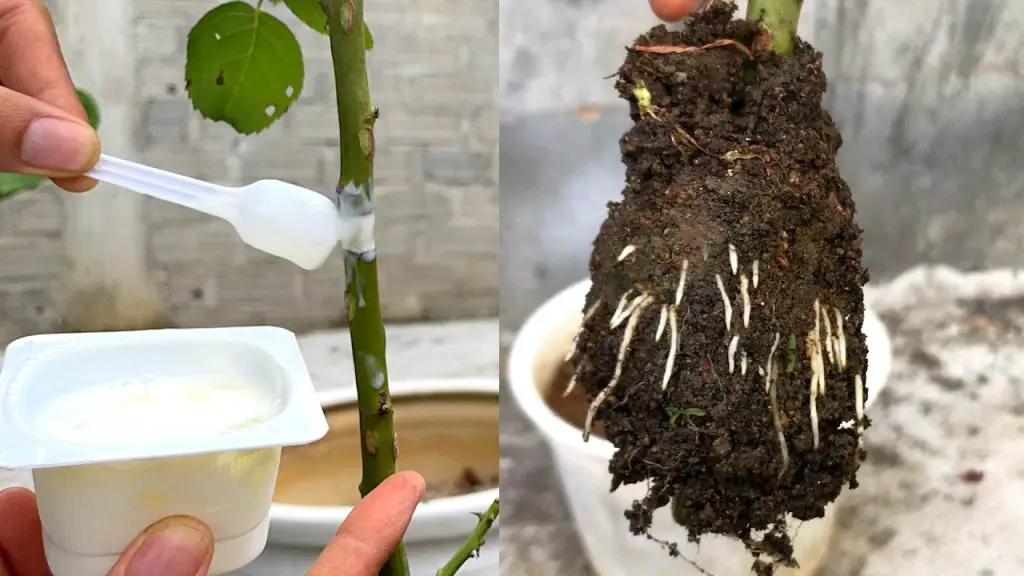Use Yogurt to Grow Rose Roots from the Stem – Easy Rose Branch ...