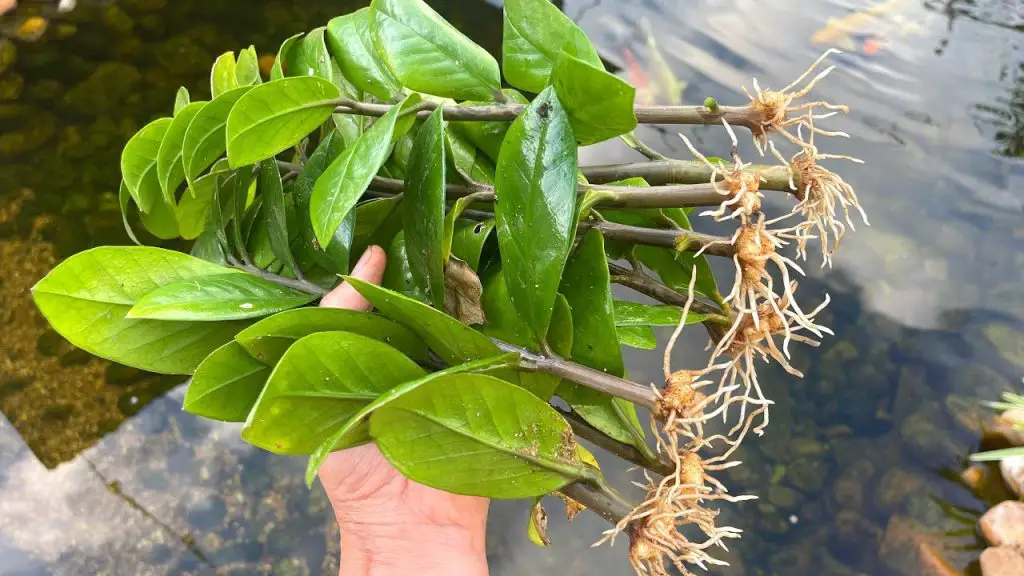 Unbelievable! Growing Roots from Just Branches and Leaves Using This ...