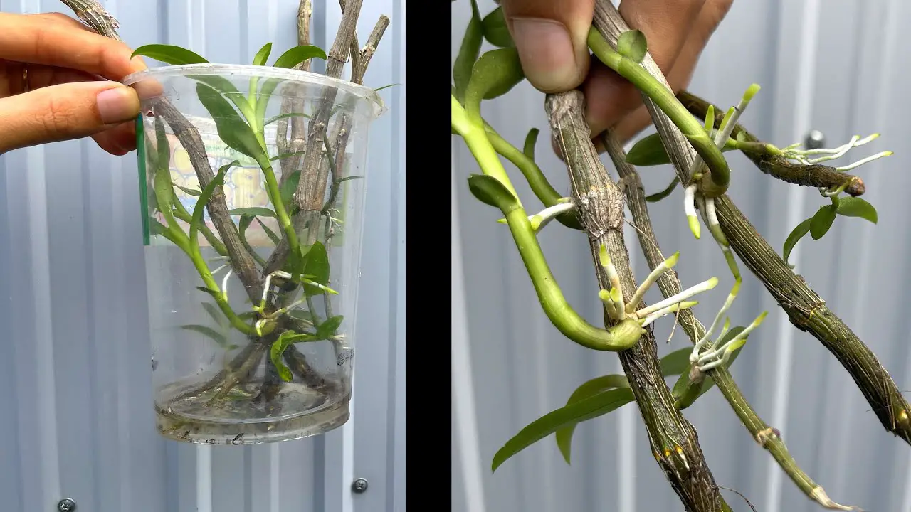 How to Make Small Orchid Plants from Old Orchid Branches in Water ...