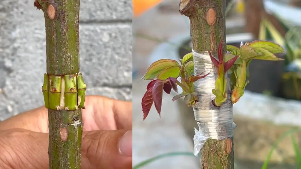 The Challenge of Grafting Multiple Grafts on the Same Rose Tree 🌹 ...